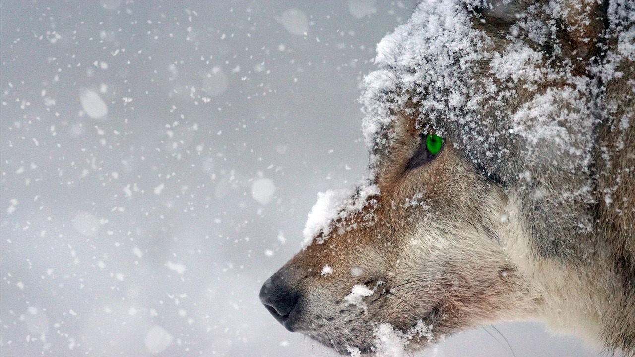 Wolves Returned To Denmark After More Than Two Centuries
