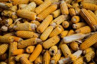 From Teosinte To Modern Maize: The History Of Corn
